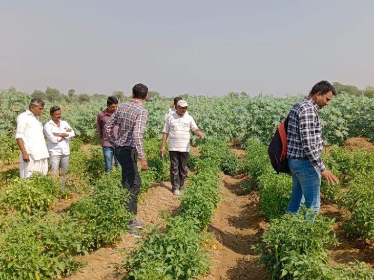 Rajasthan Tiddi Dal Attack; Locust Survey In Jalore | Jalore News ...