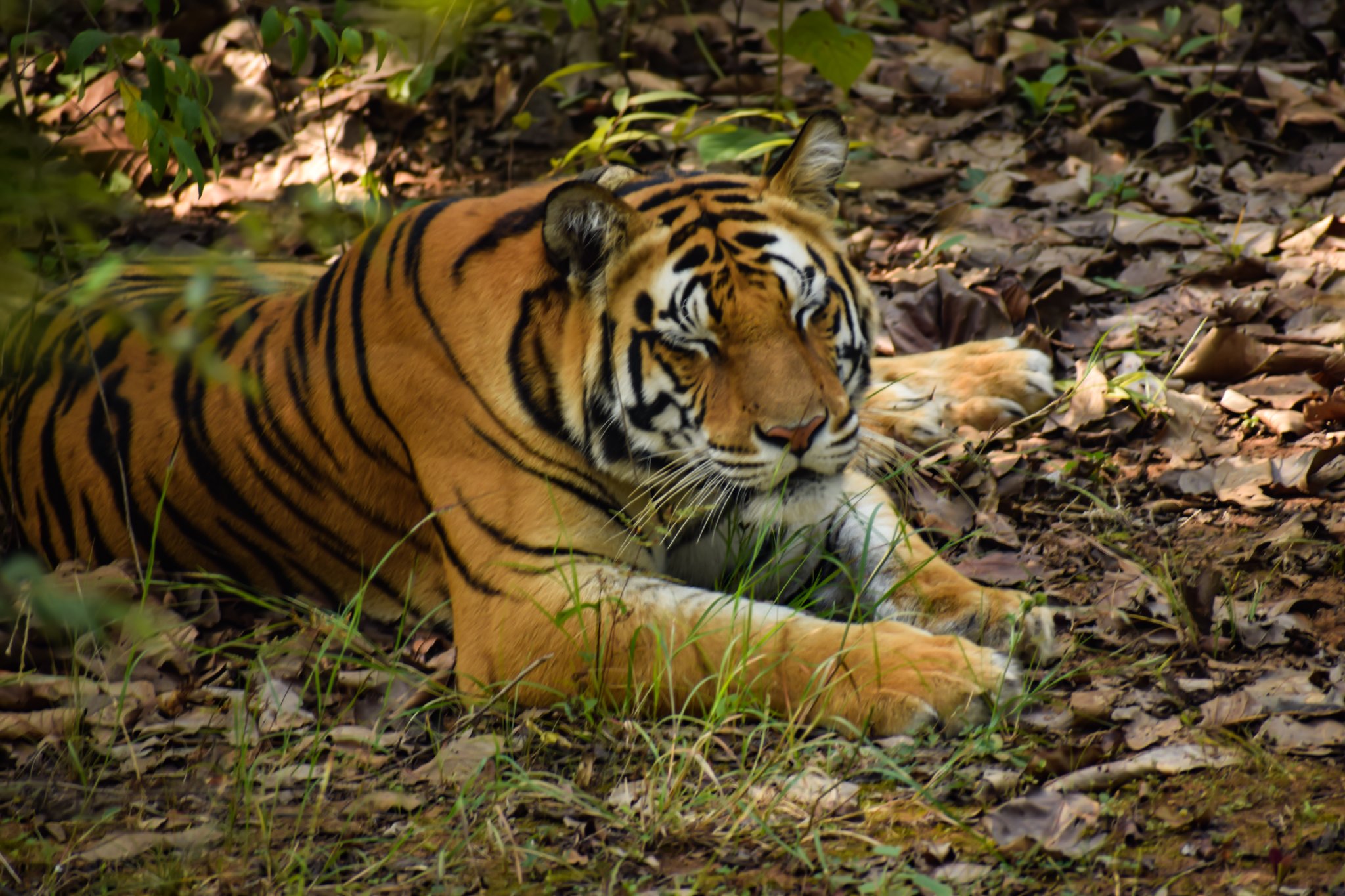 Bhopal Valmiki Jungle Tiger Movement Video Footage Operation Update ...