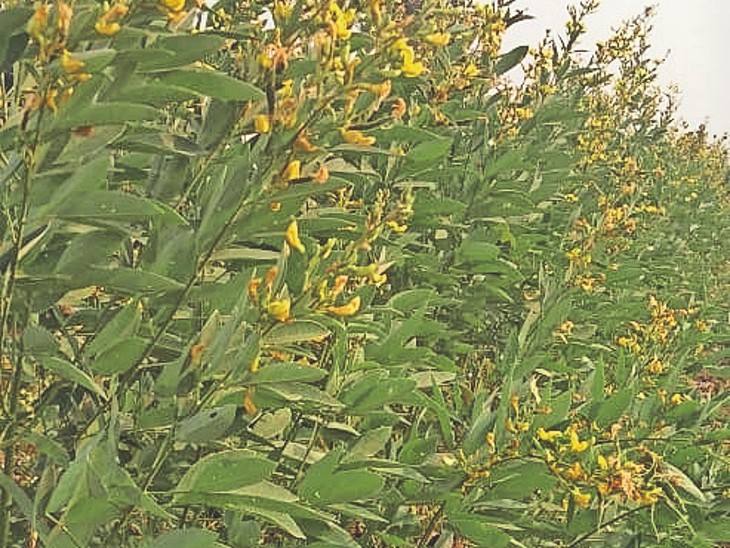 Toor crop is out, acreage increased by 500 acres, better production is ...