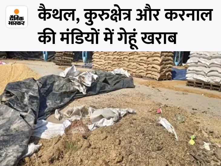 Said - will auction non-edible wheat; 45 crores will come, will recover ...