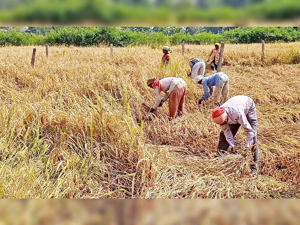 In Gurur tehsil 80% crop harvesting completed, land wet, harvester ...