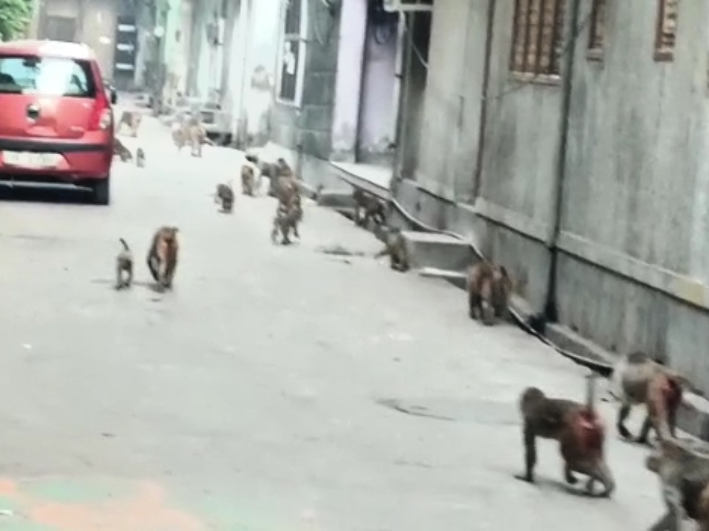The terror of monkeys is not stopping in Firozabad | फिरोजाबाद में नहीं ...