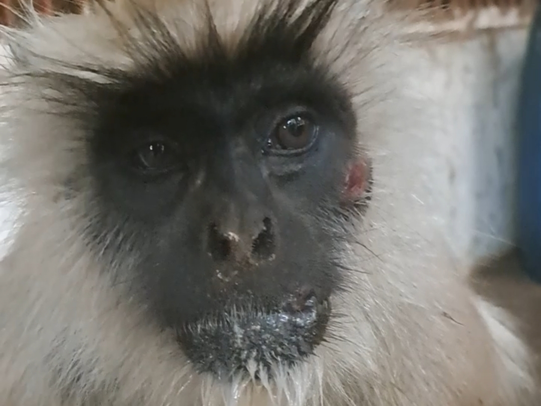 Now after the death of the mother, the old monkey became the support of ...