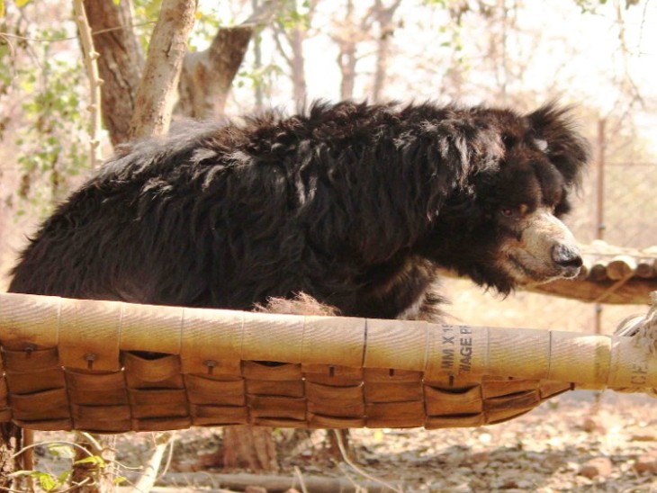 Bhopal Van Vihar Bablu Bhalu; Wildlife SOS Declared Bablu As Oldest ...