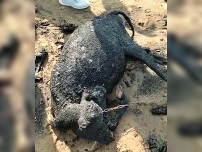 11 animals including two buffaloes and three cows burnt alive in a ...