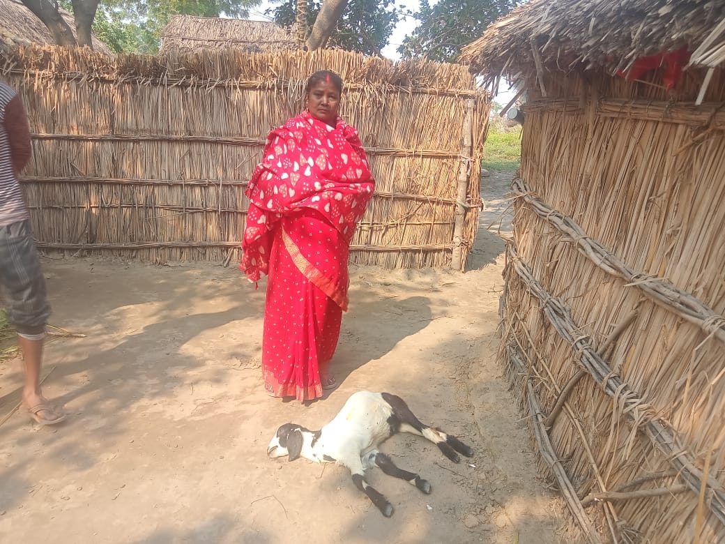 ग्रामीण बोले- अब तक 6 बकरों की हो चुकी मौत, लोगों में दहशत | Python ...