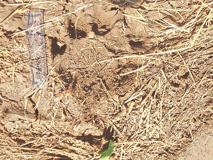 Leopard's pugmarks found in roadside field near Ghatera | किसानों में ...