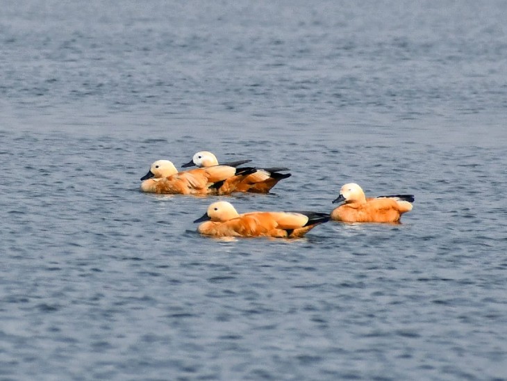 Chakwa bird makes a pair only once in a lifetime | हमारे मेहमान: चकवा ...