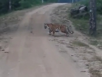 Tiger sighted on Saturday morning, captured in pictures | बालाघाट ...