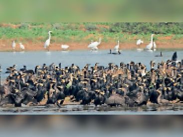 पांच हजार किमी की दूरी तय कर मोरेल बांध पहुंचे यूरोपियन स्टर्लिंग पक्षी ...