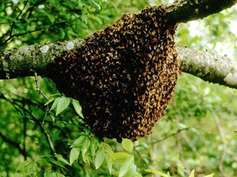 A swarm of bees attacked while working in the field in Lahgadua of ...