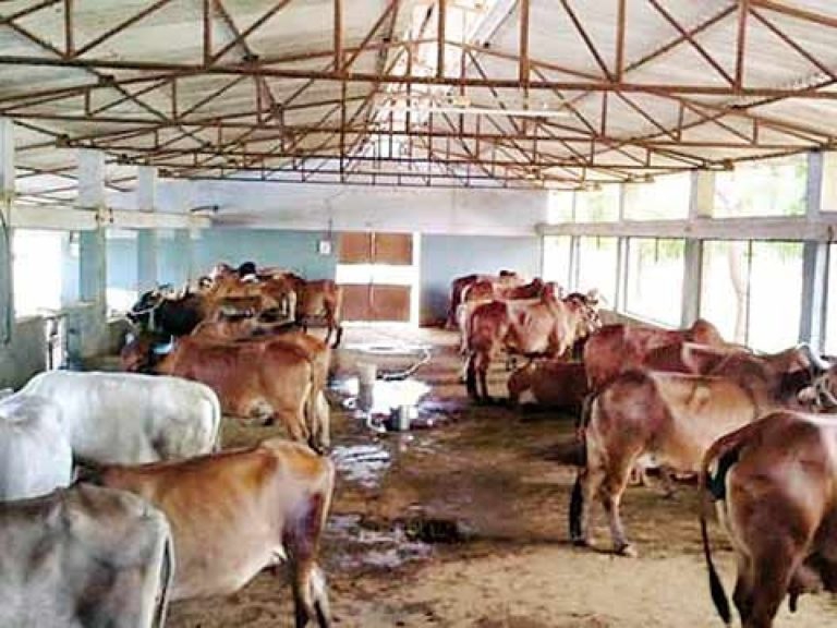 Demand for promotion of Gir and Sahiwal breed of cattle in Minora ...