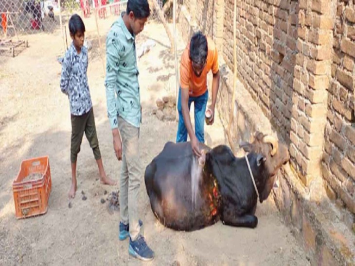 Youth gave new life by treating five thousand cows in five years | बिना ...