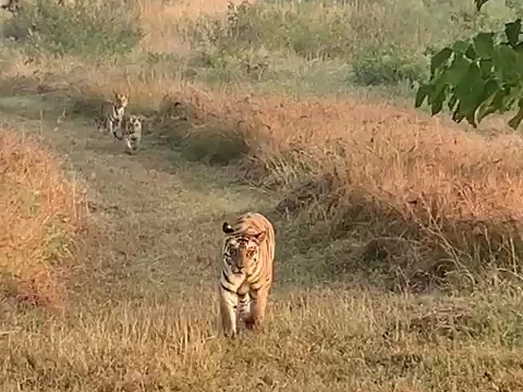Tigress P-141 seen with her two cubs, center of attraction among tourists