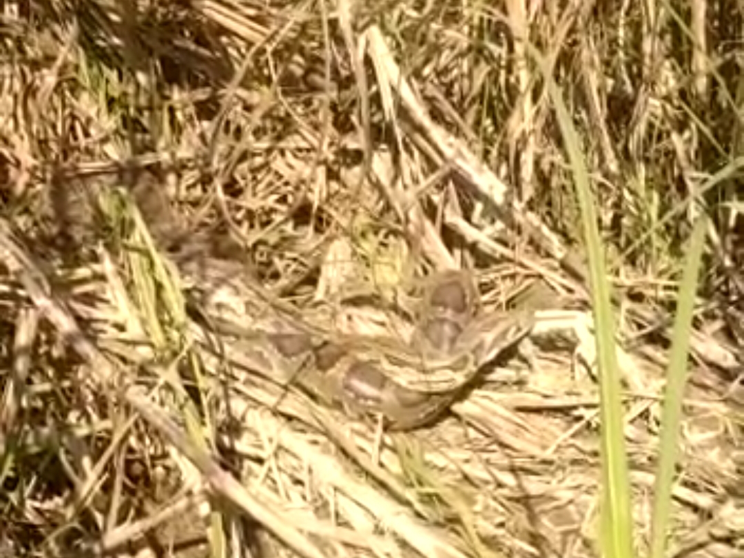 Giant python seen in sugarcane field in Hasanpur An atmosphere of panic ...