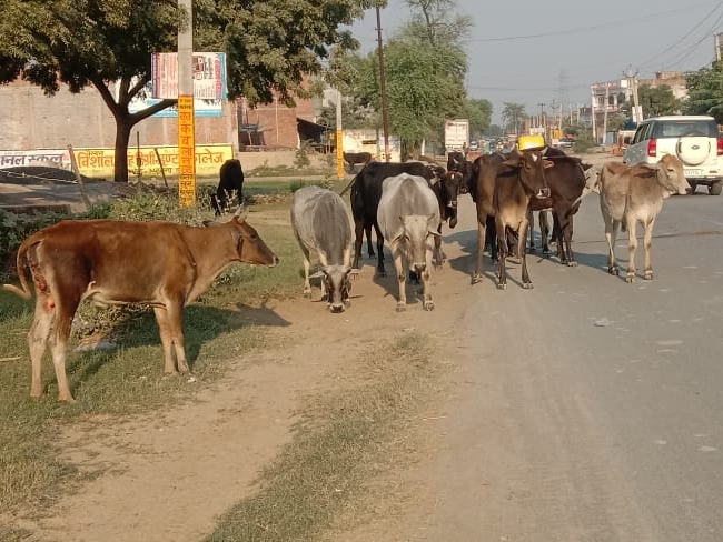 Accidents are happening every day, there is a gathering of stray ...