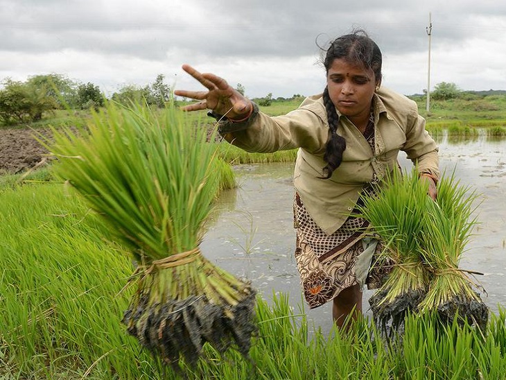 Exhibition farms set up natural farming in Haryana; Trial started in 5 ...