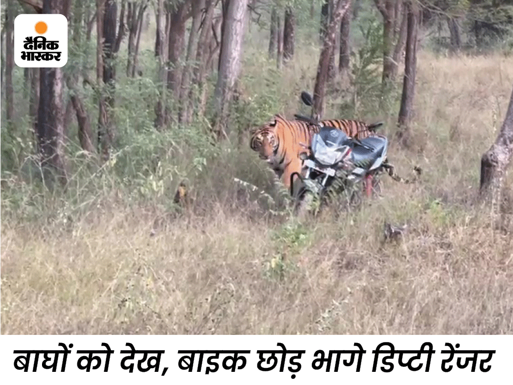 Satpura Tiger Reserve (STR); Tiger Family Seen In Madhai Range ...