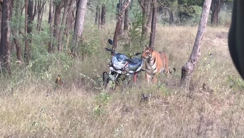 Satpura Tiger Reserve (STR); Tiger Family Seen In Madhai Range ...