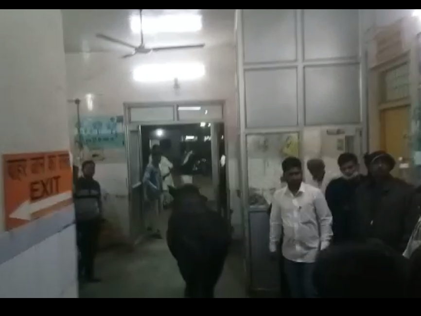 The bull entered the emergency ward of the Medical College of Bahraich ...