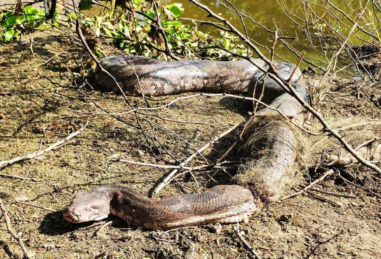 Wildlife SOS rescues pythons weighing over 20 kg in back-to-back ...