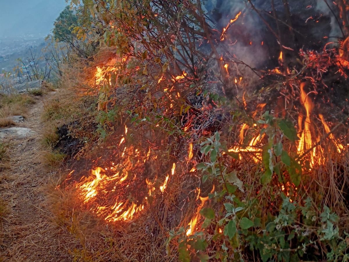 Fire broke out in Badagarh Jangal Bari of Kullu; Damage to cedar and ...