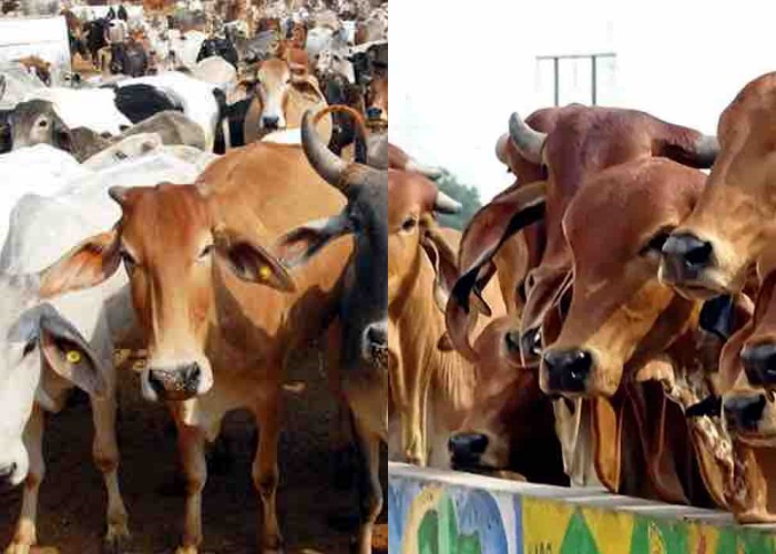 Target of 125 milch animals in Kishangarh, two thousand animals will be ...