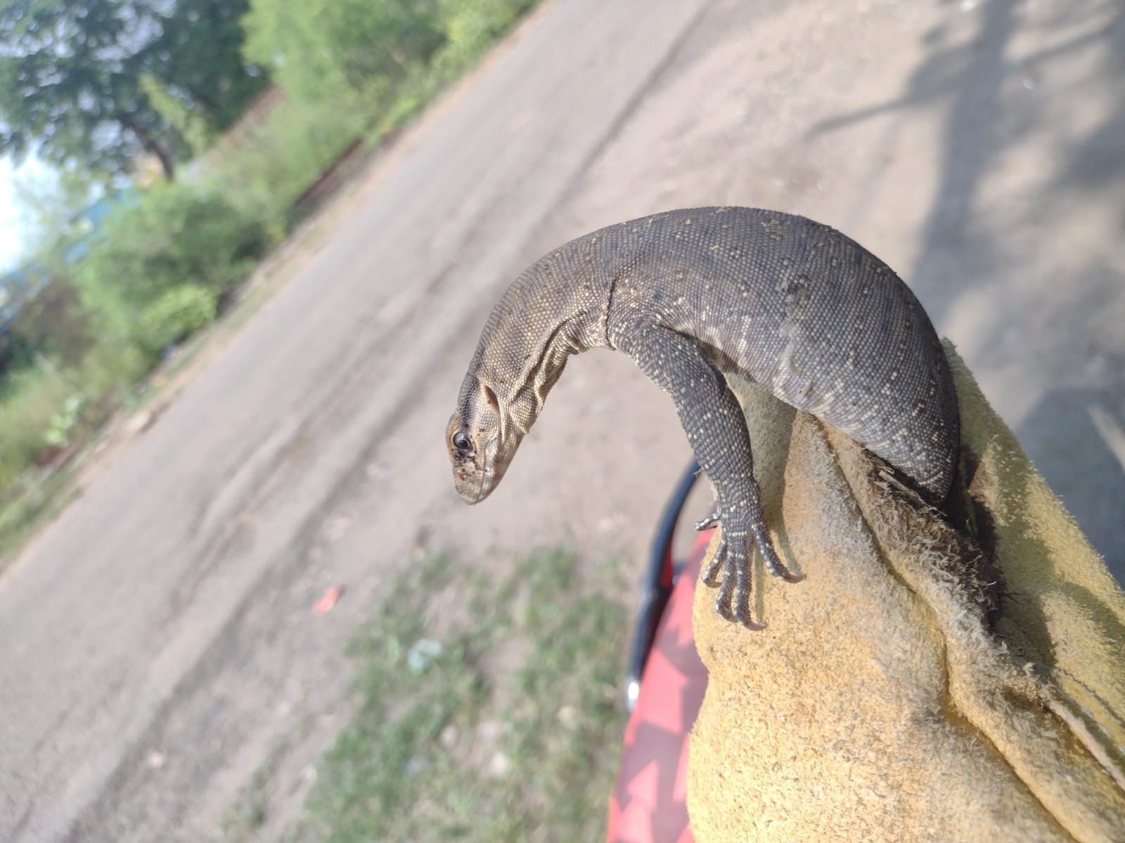 Rescued more than one thousand snakes, scorpions, grave badgers ...