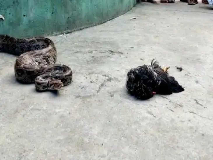 Traffic stopped after seeing 10 feet long python, Karait was also found ...