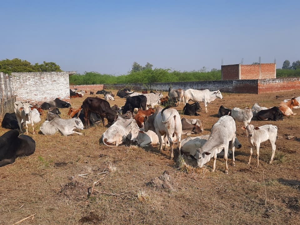 Unnao was upset due to the destruction of wheat crop, the cattle were ...