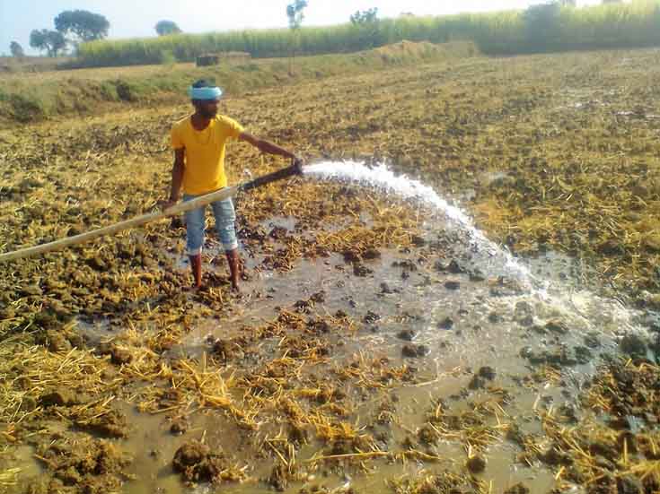 Farmers engaged in wheat and gram cultivation after paddy harvesting ...
