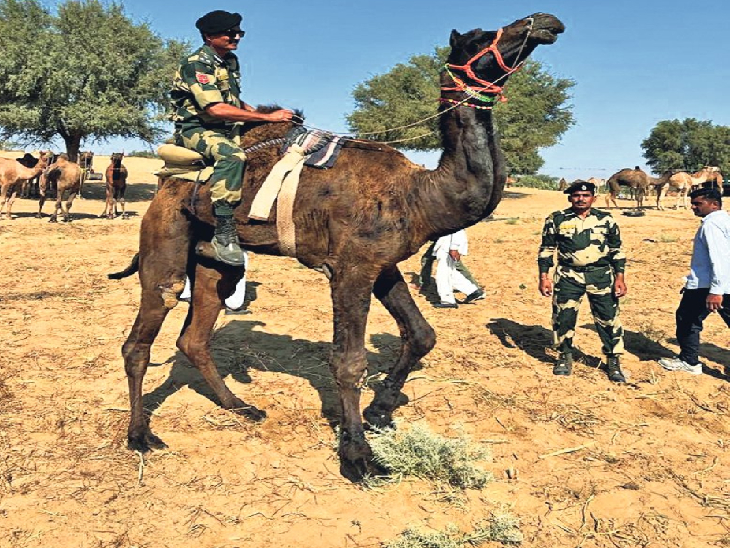 bsf rajasthan frontier will buy 177 camels to strengthen security on ...