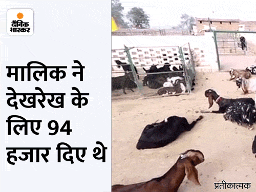 110 goats and goats missing from Noida Police Goats were caught by the ...