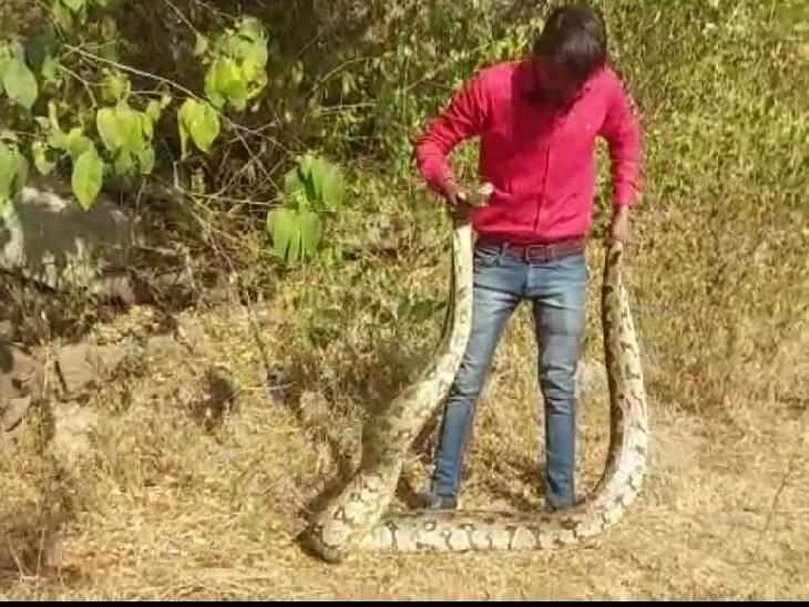 Two pythons of 13 feet entered the farm house, people panicked | फॉर्म ...