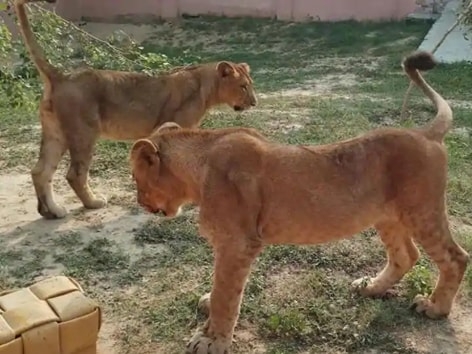 Lioness was suffering from abdominal hygroma, doctor from Kanpur zoo ...