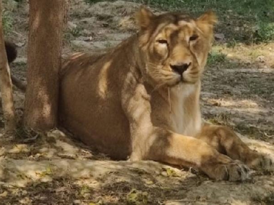 Lioness was suffering from abdominal hygroma, doctor from Kanpur zoo ...