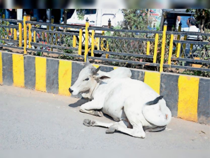 Be careful...from posh colony to busy market streets, heaps of bulls at ...