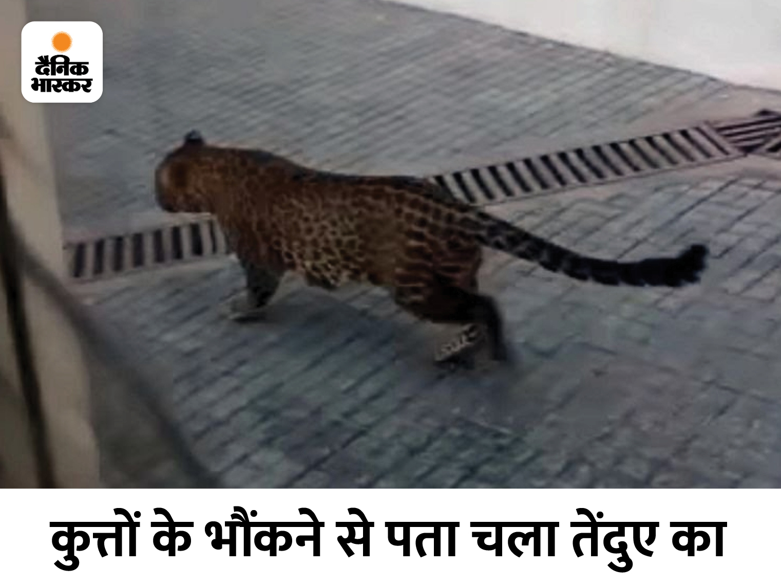 dharamshala: McLeod Ganj leopard, wild animal | धर्मशाला के मैकलोडगंज ...
