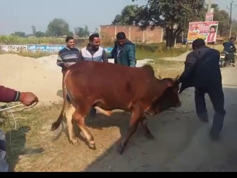 Two dozen scavengers engaged in catching the animals, the medical ...