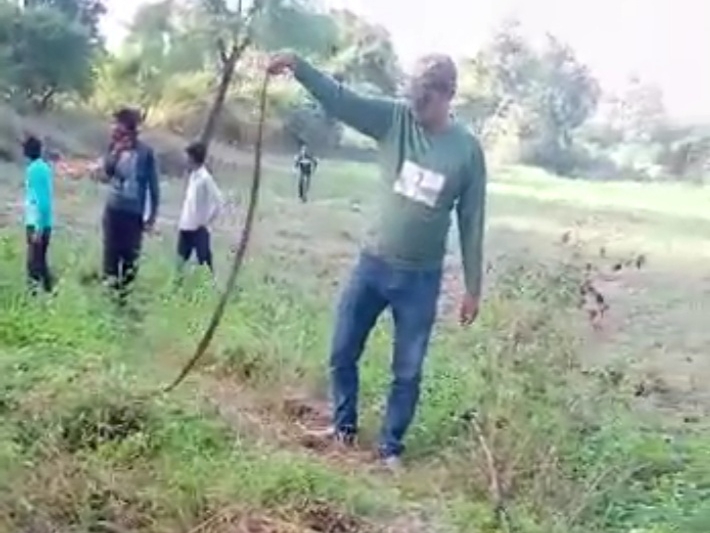 Indian Spectacled Cobra became aggressive while releasing; Dhaman snake ...