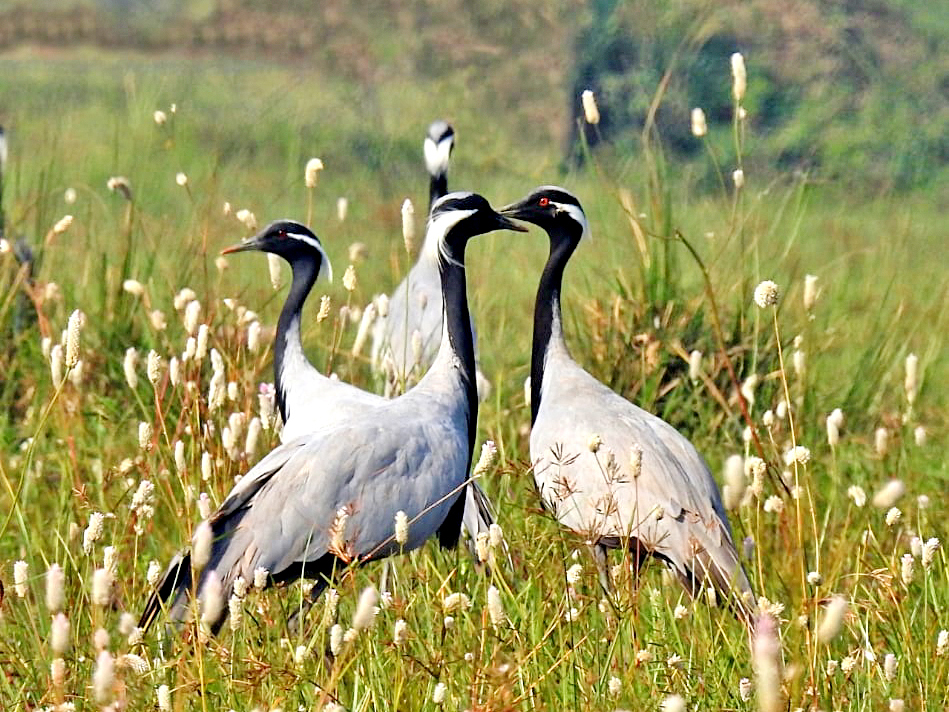 Migratory birds come here after traveling thousands of miles, birds get ...