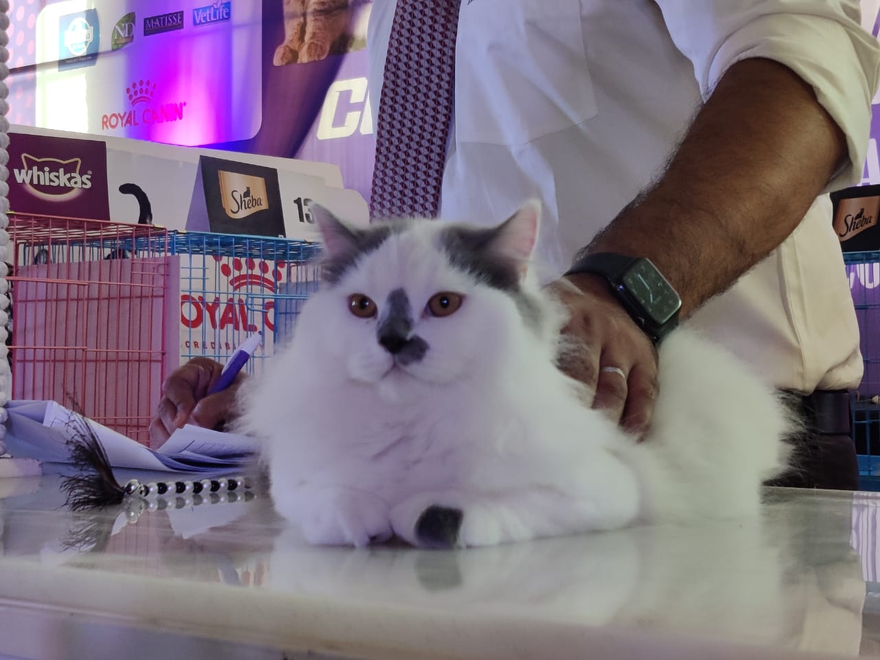 Bhopal's cat man orders from Russia, spends 4.25 lakhs every year on cats