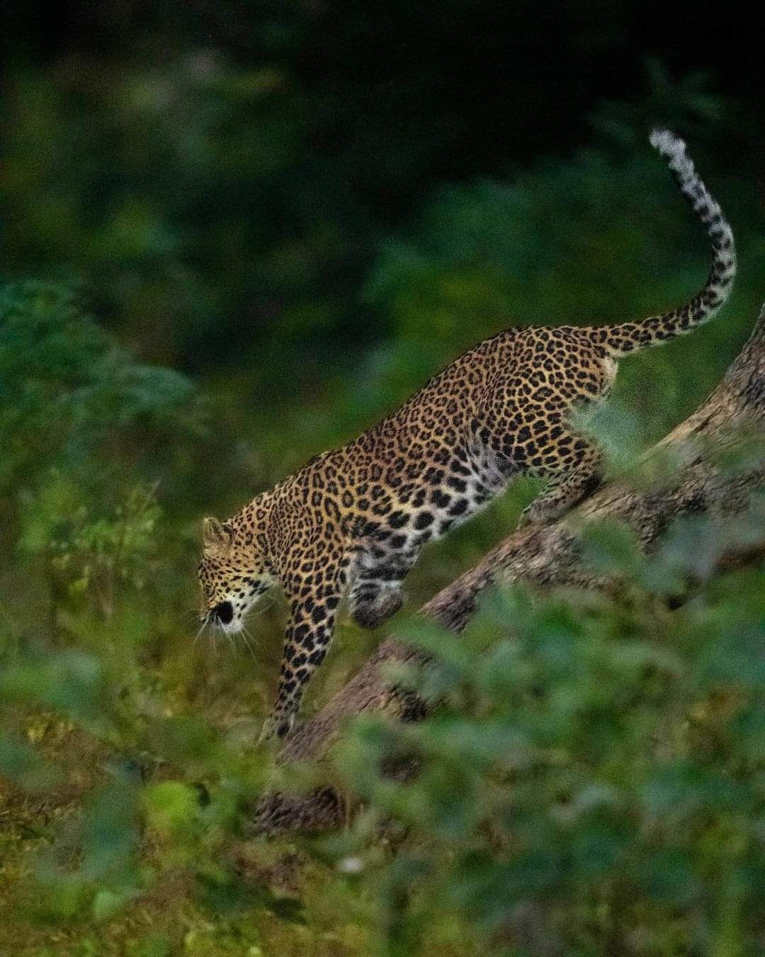 Leopard sitting on the tree in ambush, caught sight of chital | STR में ...