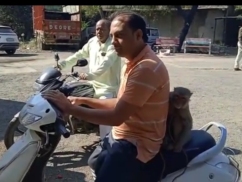 Monkey harassed people in Rajgarh, brought monkey to police station by ...
