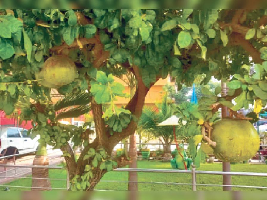 Kalabas Pumpkin is full of miraculous medicinal properties | जानकारी ...