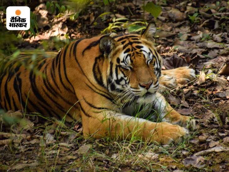 MP Tiger Reserve Booking & Ticket Price; Satpura Kanha Bandhavgarh ...