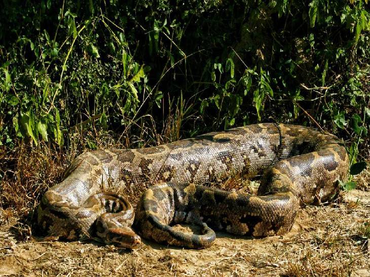22 feet python goes out to sunbathe in Ghana | पारा 0 से 5 डिग्री दूर ...