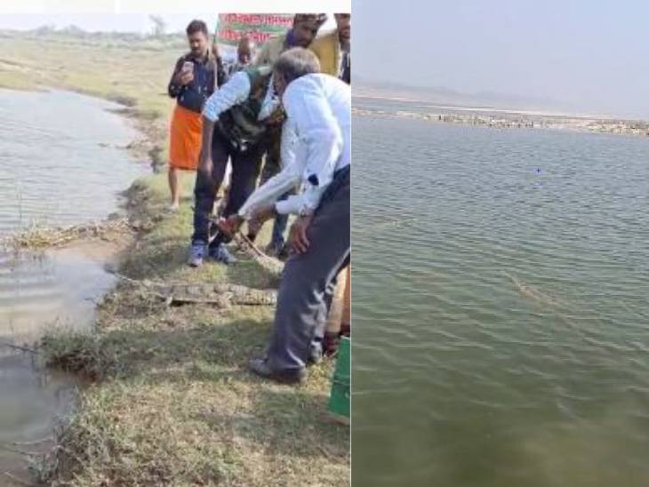 The story of being released from Morena's Gharial Conservation Center ...