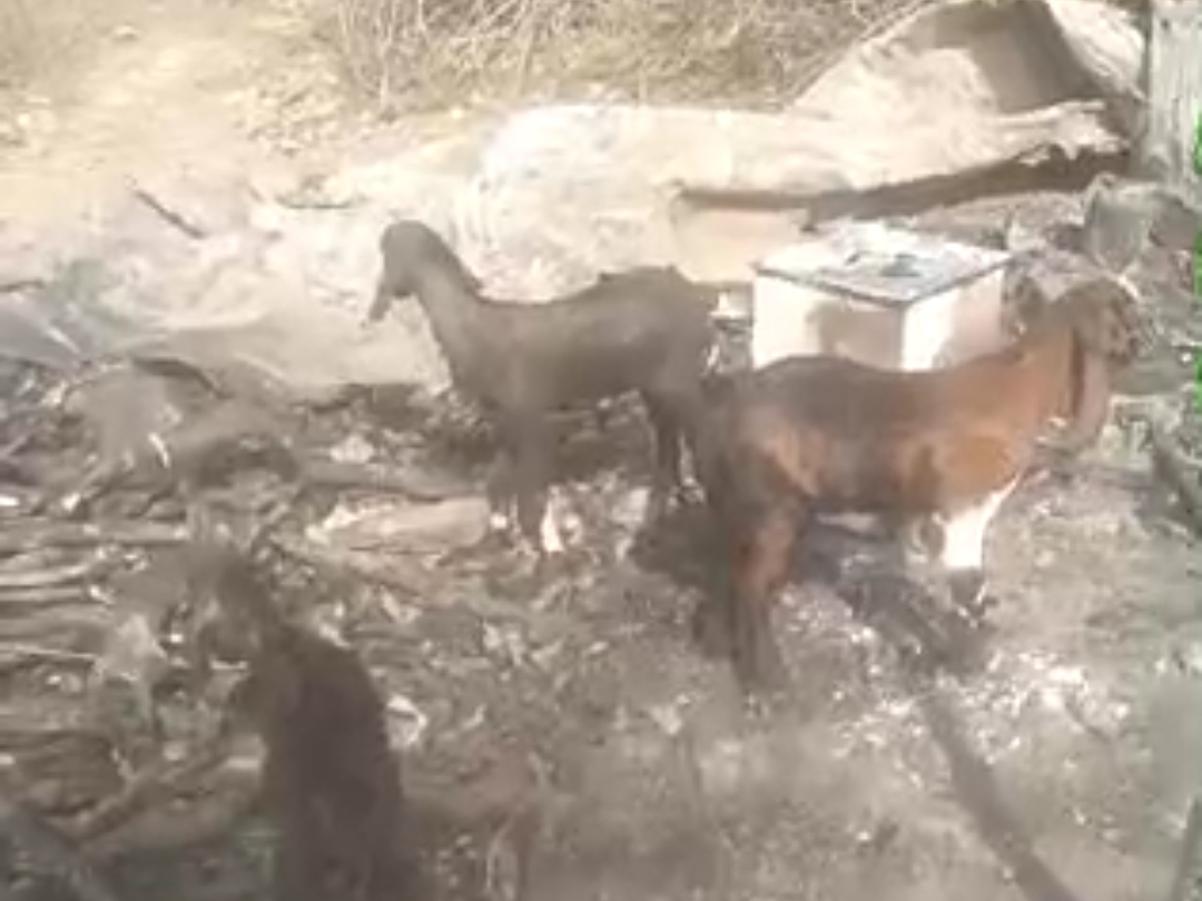 19 goats burnt alive, victim accuses ranger of setting fire | जंगल में ...
