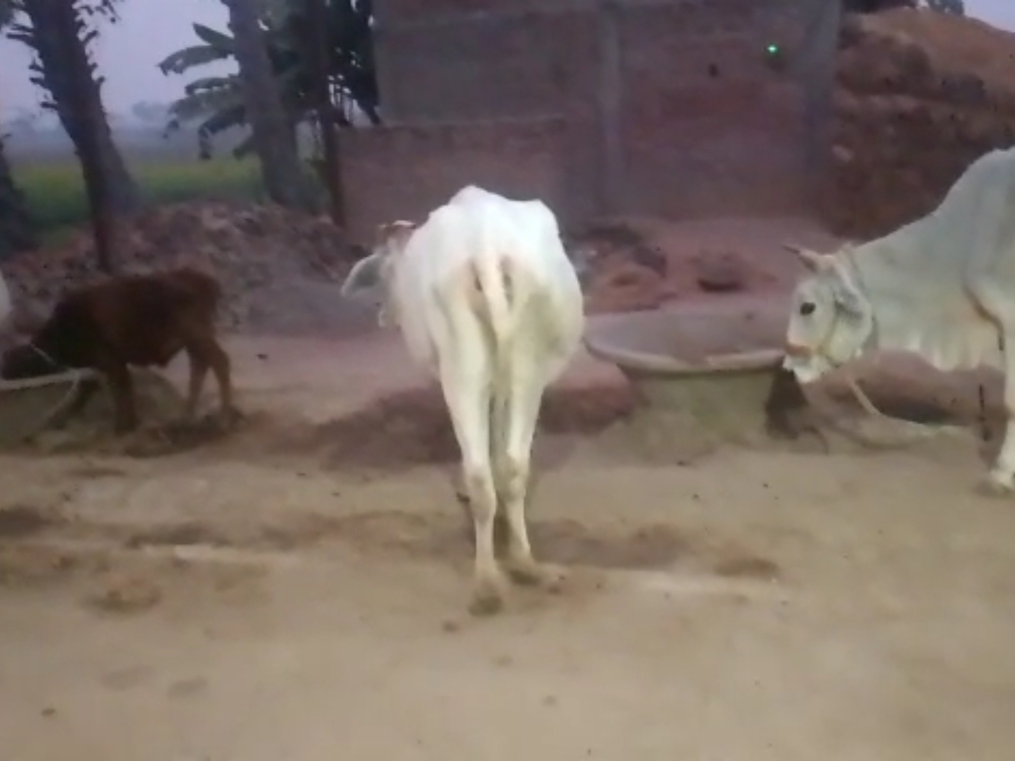 The effect of increasing cold in Banka on animals, Veterinary officer's ...